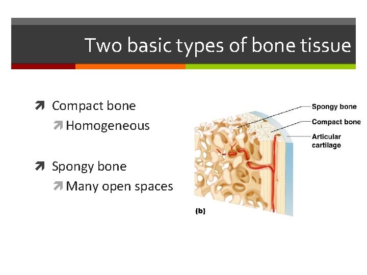 The Skeletal System Parts of the skeletal system