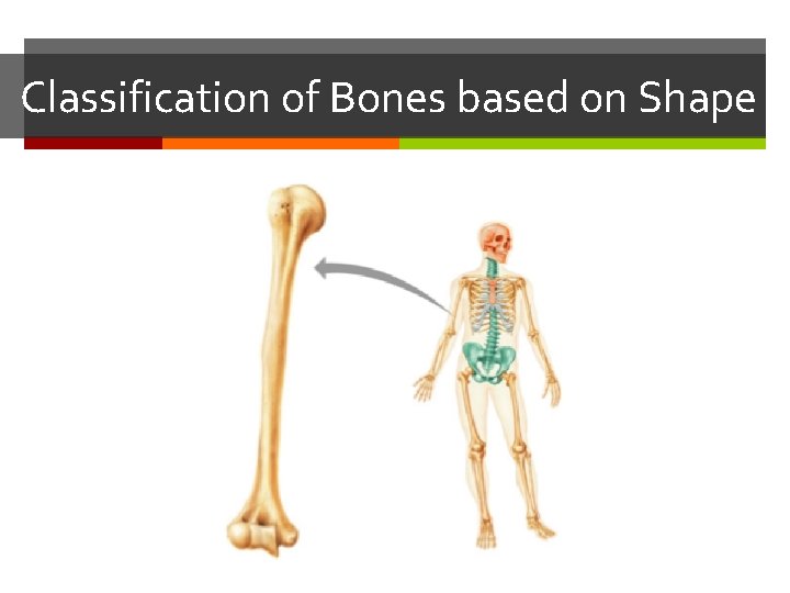 The Skeletal System Parts of the skeletal system