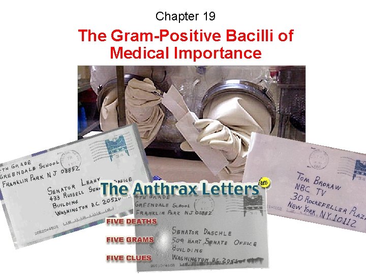Chapter 19 The GramPositive Bacilli of Medical Importance