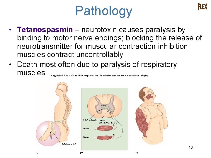 Chapter 19 The GramPositive Bacilli of Medical Importance