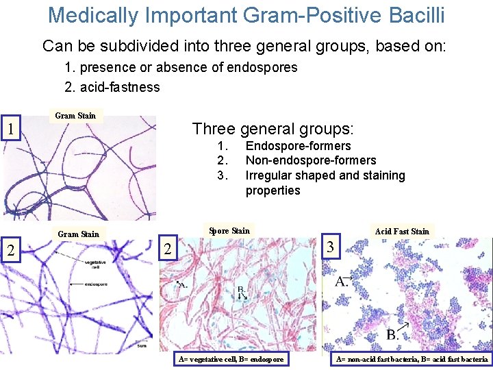 Chapter 19 The GramPositive Bacilli of Medical Importance