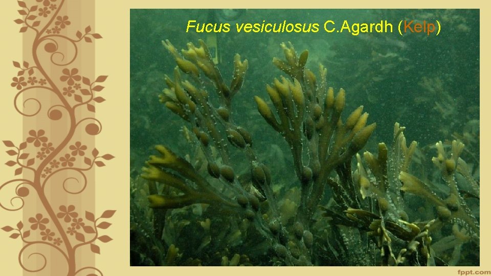 Phylogenetic taxonomy Linnaeus 1735 Haeckel 1866 2 kingdoms