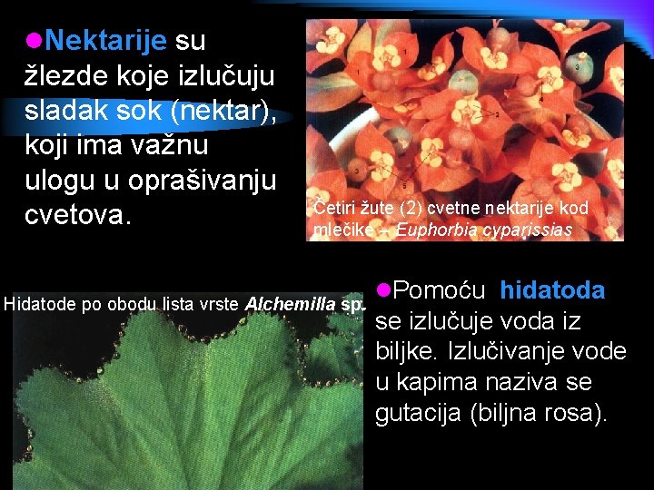 Biljna tkiva l U organizmu skrivenosemenica se razlikuju