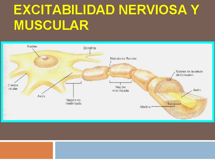EXCITABILIDAD NERVIOSA Y MUSCULAR POTENCIAL DE ACCIN O