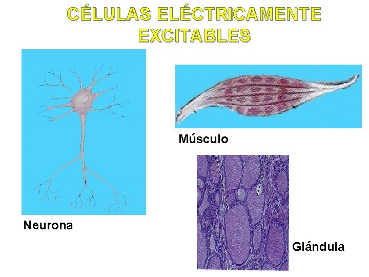 EXCITABILIDAD NERVIOSA Y MUSCULAR POTENCIAL DE ACCIN O