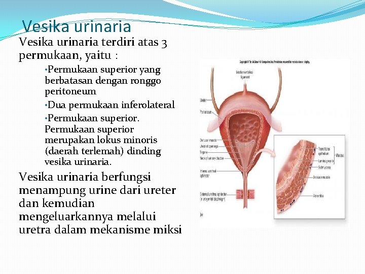 UROLITHIASIS Latar Belakang Urolithiasis pembentukan batu dalam saluran