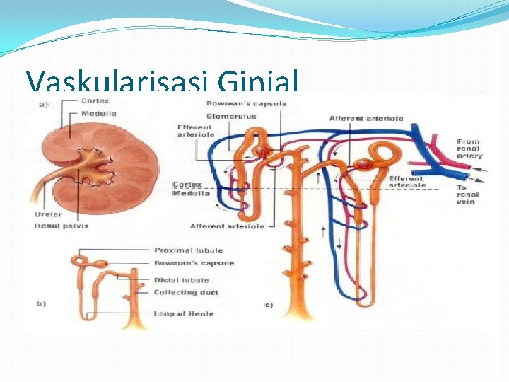 UROLITHIASIS Latar Belakang Urolithiasis pembentukan batu dalam saluran