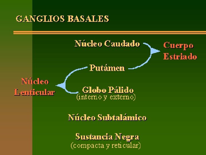 GANGLIOS BASALES Los ganglios basales representan a un