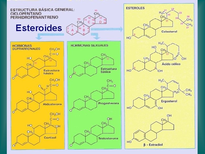 LIPIDOS Formados por C O e H O