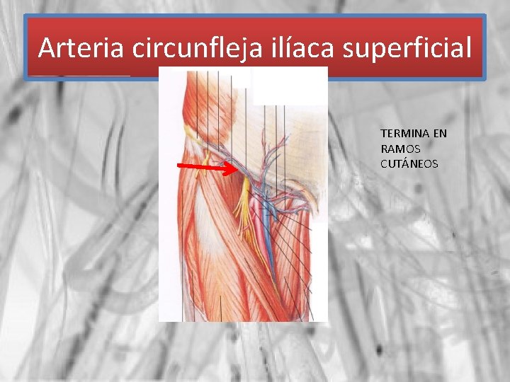 SISTEMA DE LA ARTERIA ILIACA EXTERNA VENAS DEL
