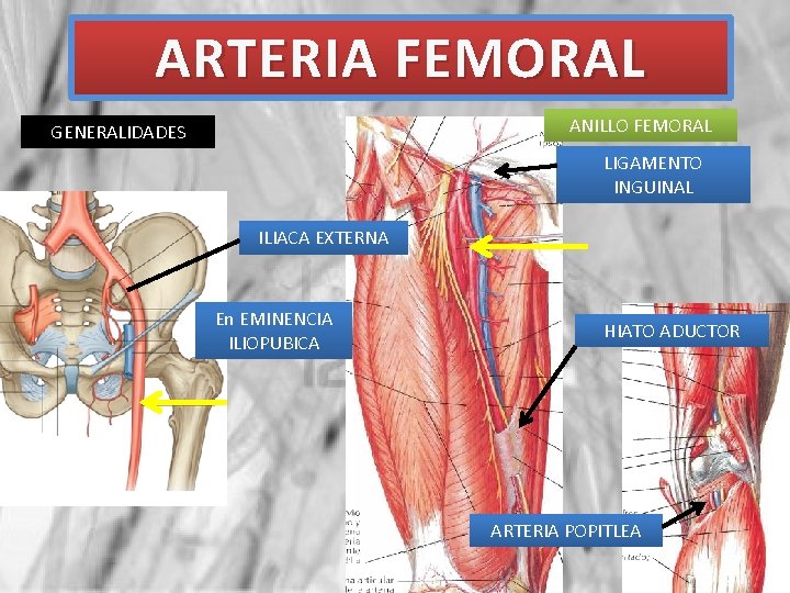SISTEMA DE LA ARTERIA ILIACA EXTERNA VENAS DEL