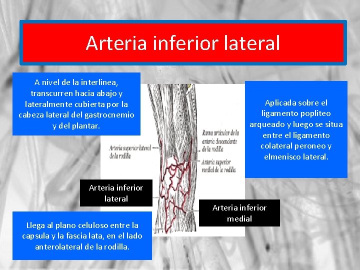 SISTEMA DE LA ARTERIA ILIACA EXTERNA VENAS DEL