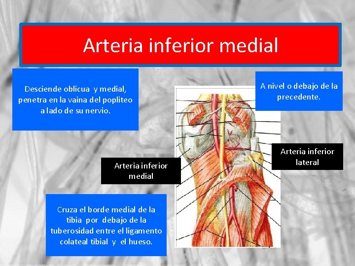 SISTEMA DE LA ARTERIA ILIACA EXTERNA VENAS DEL