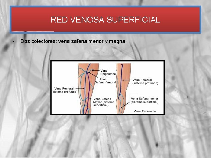 SISTEMA DE LA ARTERIA ILIACA EXTERNA VENAS DEL