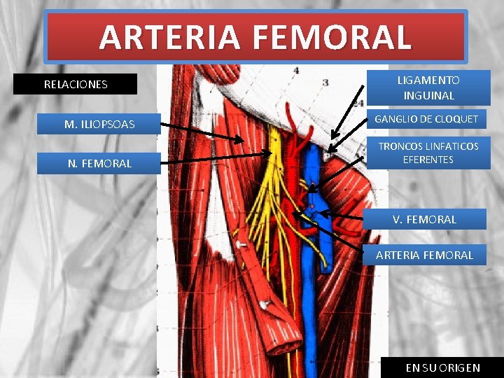 SISTEMA DE LA ARTERIA ILIACA EXTERNA VENAS DEL