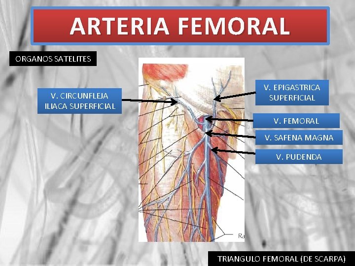 SISTEMA DE LA ARTERIA ILIACA EXTERNA VENAS DEL