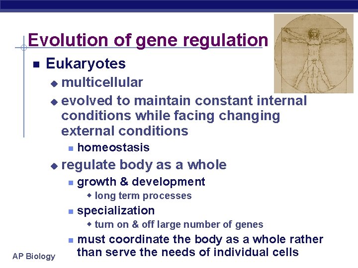 Control of Eukaryotic Genes AP Biology The BIG