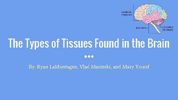 The Types of Tissues Found in the Brain