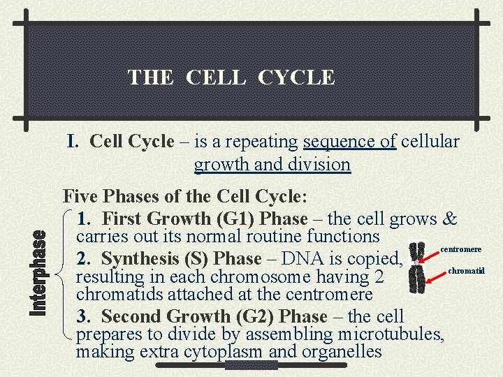 Why Do Cells Divide Growth Repair Reproduction Replacement