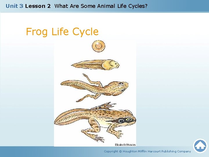 Unit 3 Lesson 2 What Are Some Animal