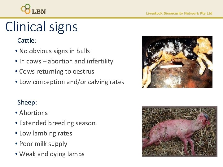 LIVESTOCK BIOSECURITY NETWORK Vibriosis Dr SarahJane Wilson Regional