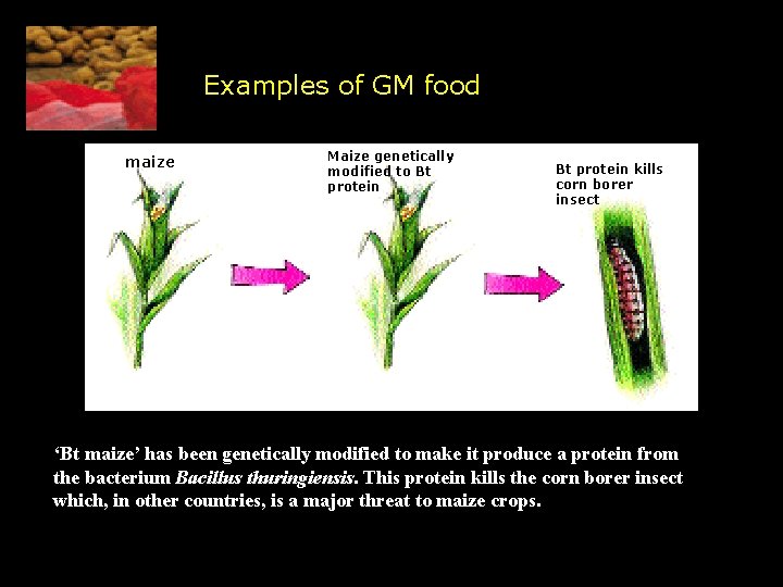 Genetically Modified foods By 7 B Chau Shuk