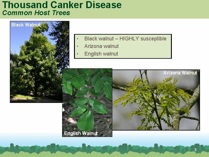 Thousand Cankers Disease Walnut Twig Beetle Fungal disease