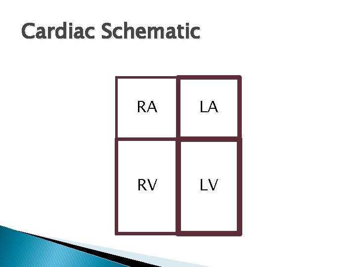 Cardiac Examination Dr Will Ricketts Clinical Teaching Fellow