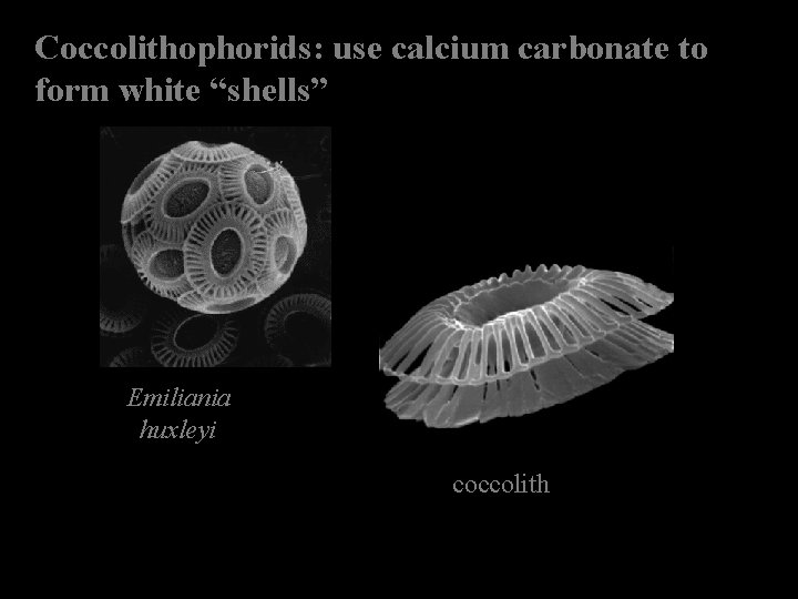 Plankton Chapter 14 Phytoplankton Zooplankton Review food webs