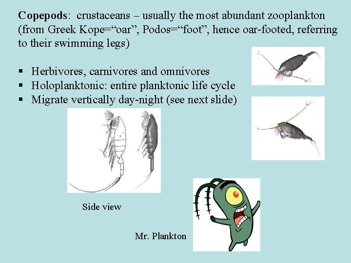 Plankton Chapter 14 Phytoplankton Zooplankton Review food webs