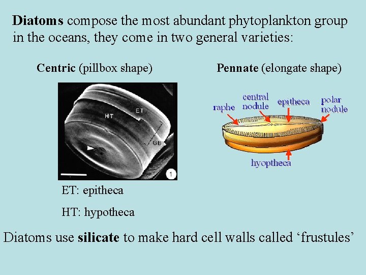Plankton Chapter 14 Phytoplankton Zooplankton Review food webs