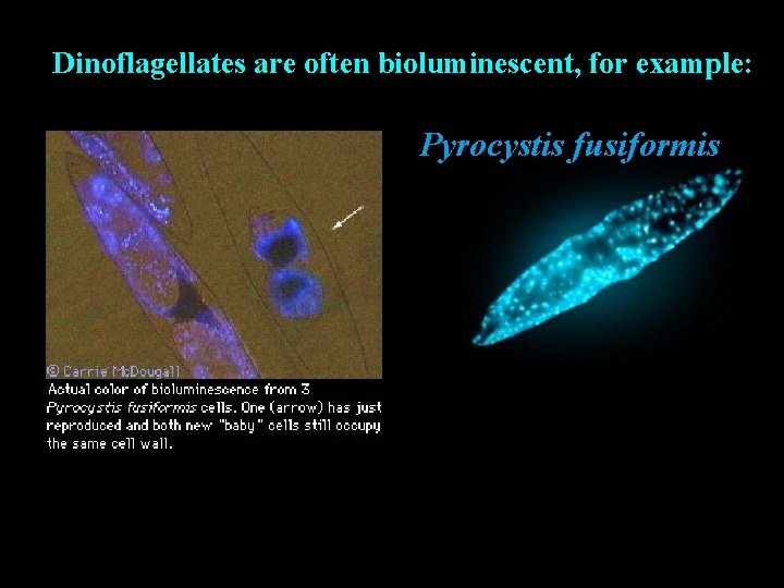 Plankton Chapter 14 Phytoplankton Zooplankton Review food webs