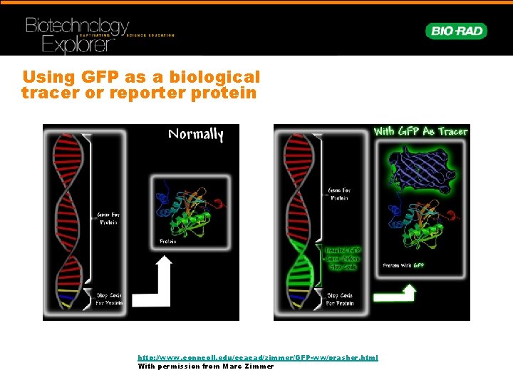 What is next after p GLO bacterial transformation