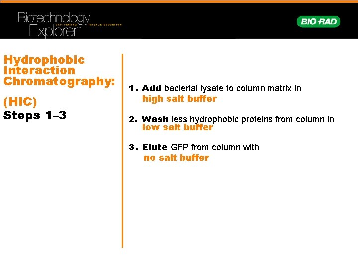What is next after p GLO bacterial transformation
