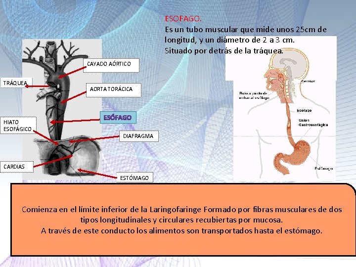 ANATOMIA APARATO DIGESTIVO El sistema digestivo es el