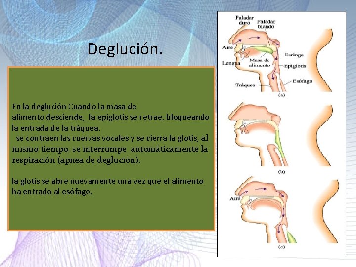 ANATOMIA APARATO DIGESTIVO El sistema digestivo es el