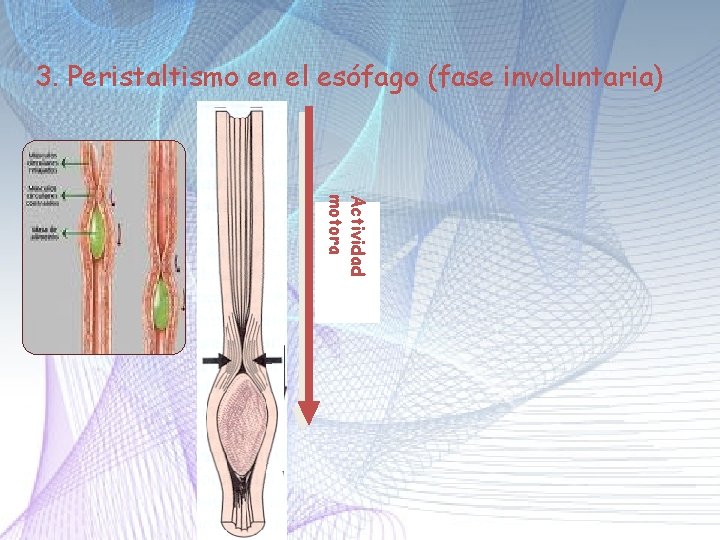 ANATOMIA APARATO DIGESTIVO El sistema digestivo es el