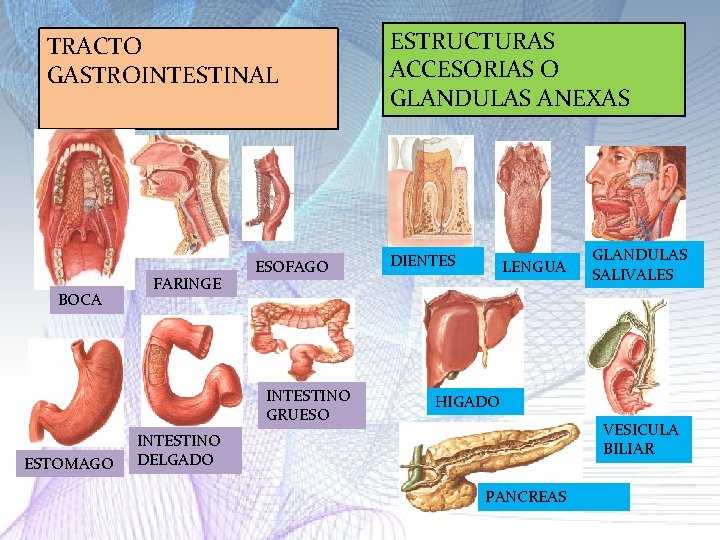 ANATOMIA APARATO DIGESTIVO El sistema digestivo es el