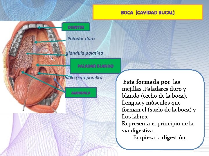 ANATOMIA APARATO DIGESTIVO El sistema digestivo es el