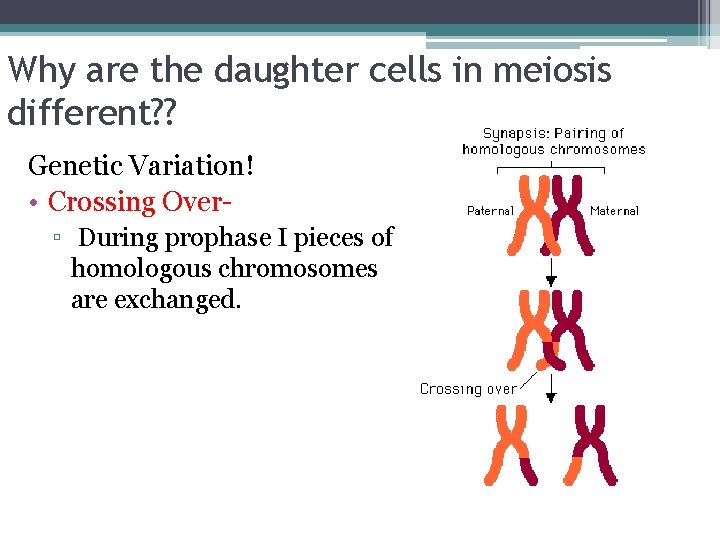 Meiosis Karyotypes Unit 6 Part 1 Chromosomes Humans