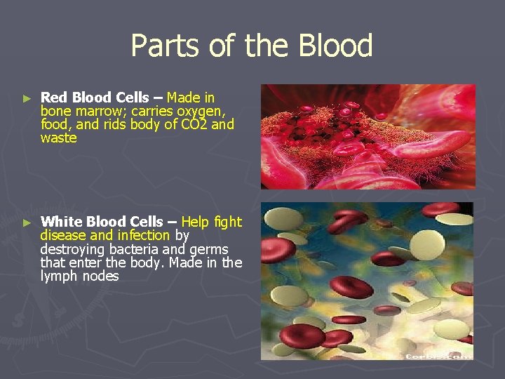 The Circulatory System Where the Heart is located