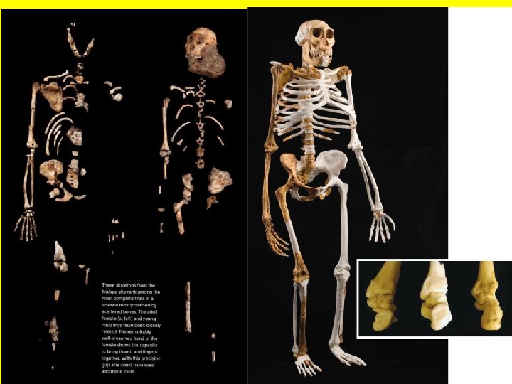 Hominins of The Later Pliocene and Early Pleistocene