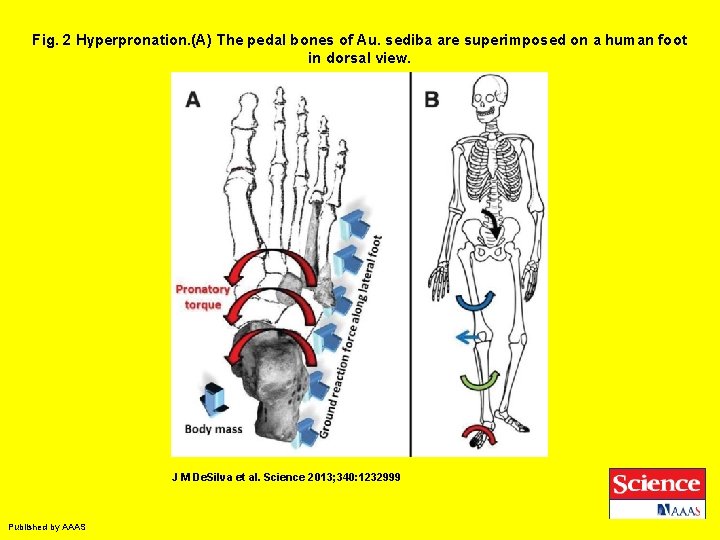 Hominins of The Later Pliocene and Early Pleistocene