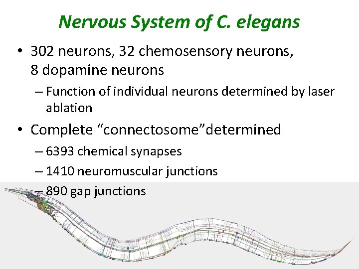 Molecular Neurobiology of the Nematode Caenorhabditis elegans Marvin