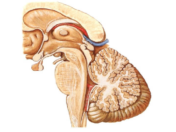 BULBUS Levent SARIKCIOLU Medulla oblongata Bulbus Myelencephalon Truncus