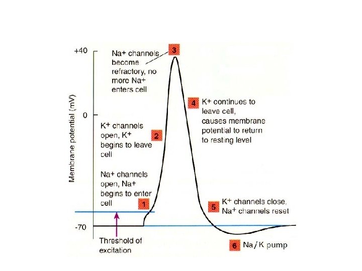 Action potential Types of stimulus Threshold stimulus The