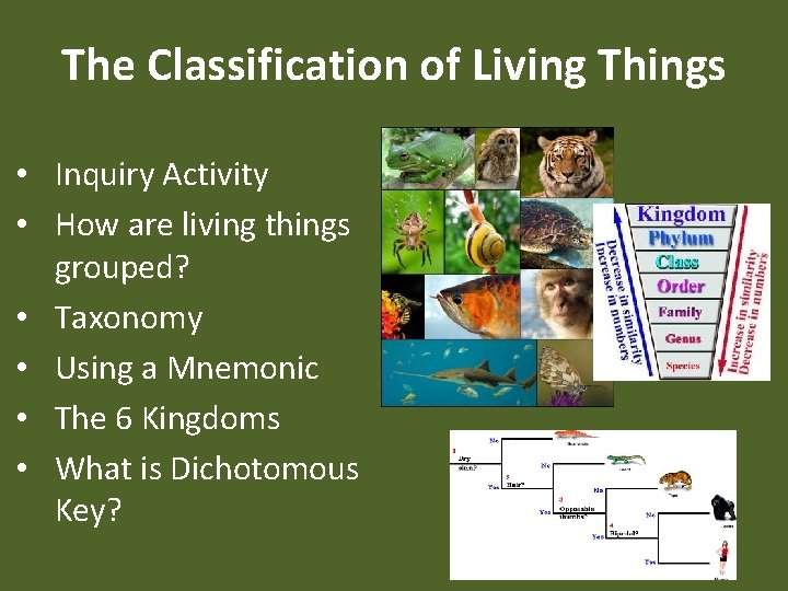 The Classification of Living Things Inquiry Activity How