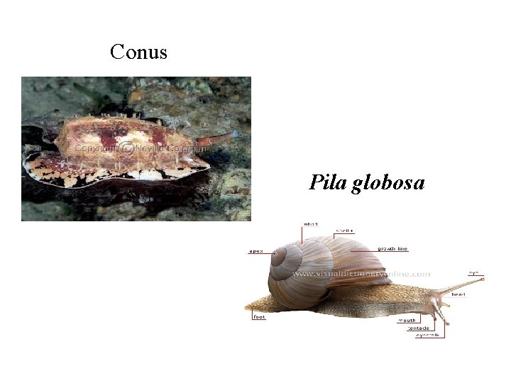 CLASSIFICATION OF MOLLUSCA The word Mollusca is derived