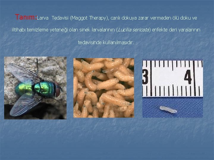 MAGGOT TERAP Tanm Larva Tedavisi Maggot Therapy canl