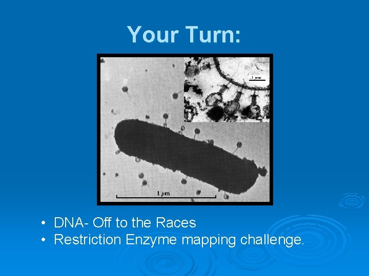 Restriction Enzymes Discovery In 1962 Werner Arber a